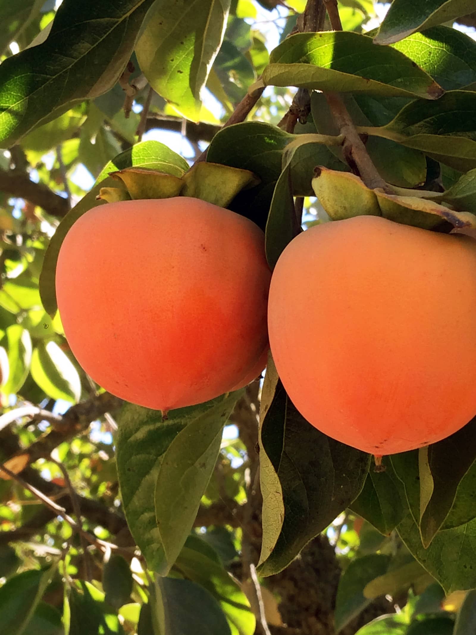 Persimmons