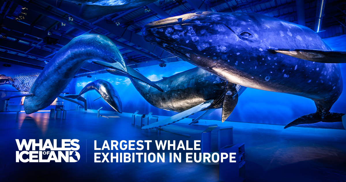 Whales of Iceland - The Largest Whale Exhibition in Europe | Life-Sized ...