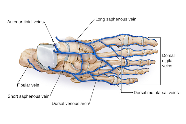 Ankle Foot Anatomy