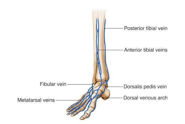 Ankle Foot Anatomy