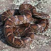Snake Control Service in Rhode Island: RI Snake Control
