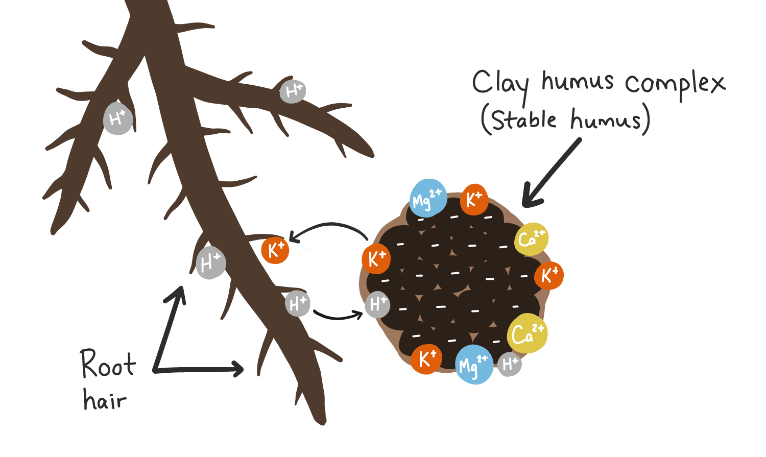 Understanding the Soil Fertility Cycle | CarbonWorks