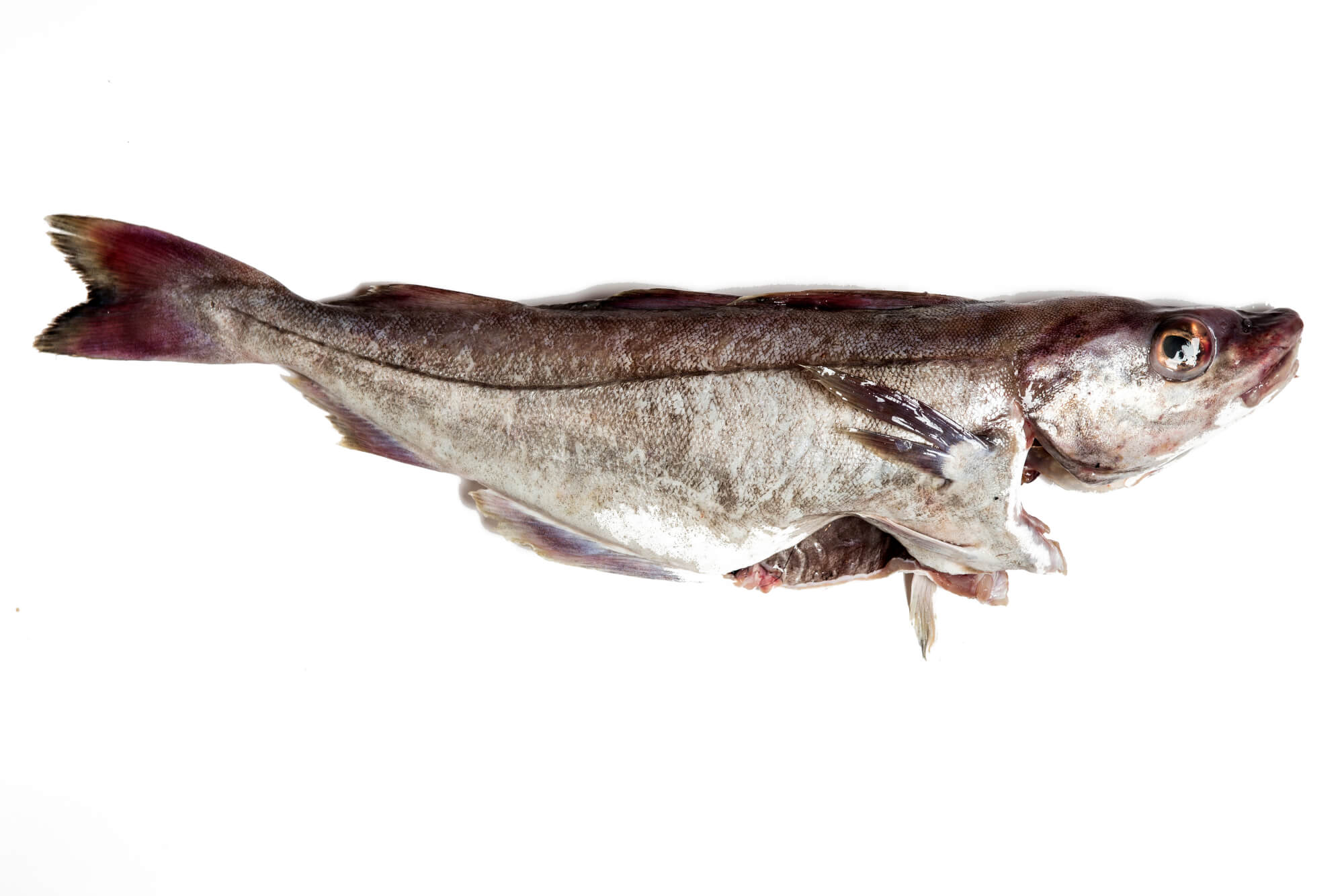 Hyse | Fisk | Heimkunnskap.no