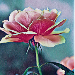 Deirdre Lynch - Webflow